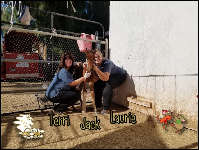 Wildhorse Ranch Rescue News