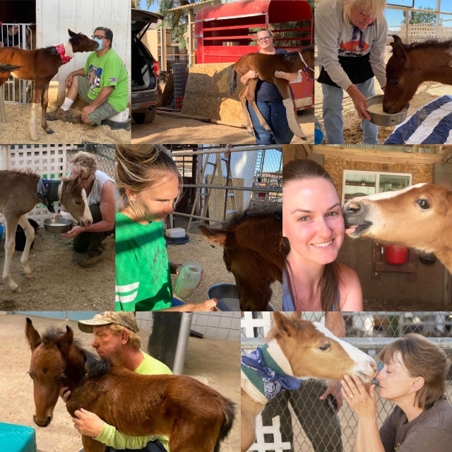 Gus and Jack Rescued Foals at Wildhorse Ranch Rescue