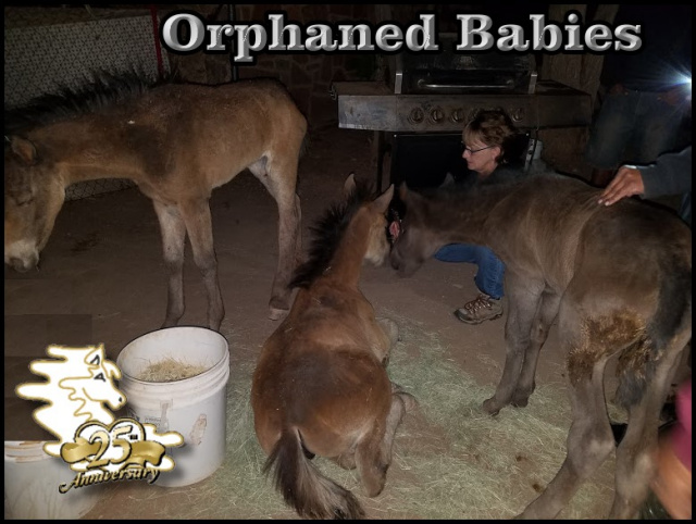 Wildhorse Ranch Rescue News