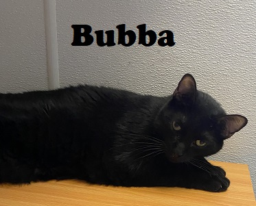 Adoptable Kitties Pg 2