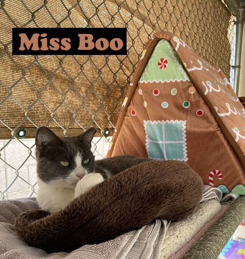 Adoptable Kitties Pg 2
